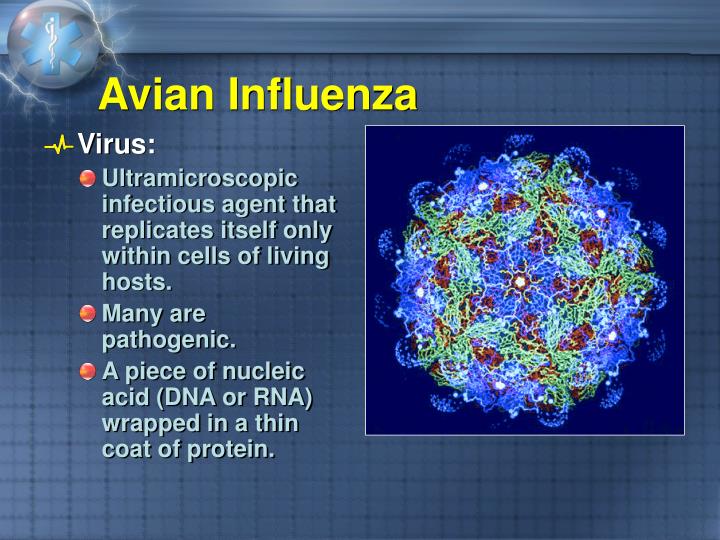 Ppt Avian Influenza Armageddon Or Hype Powerpoint Presentation Id