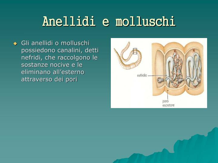 PPT - L’apparato escretore PowerPoint Presentation - ID:1302942 PPT - L’apparato escretore PowerPoint Presentation - ID:1302942