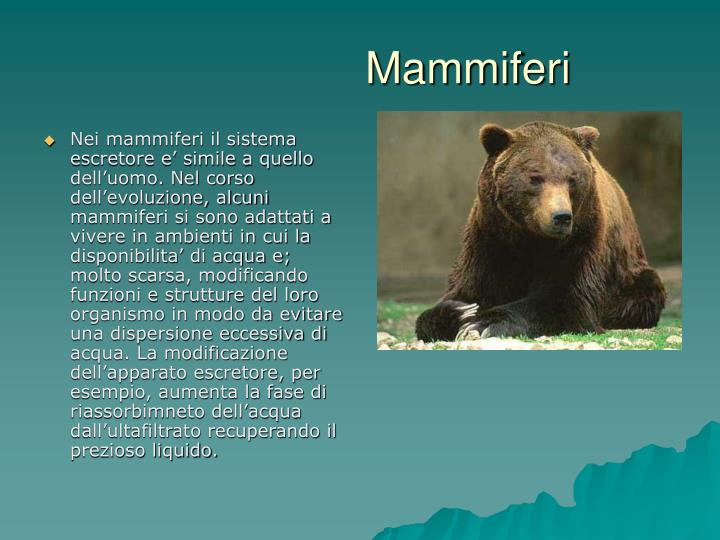 PPT - L’apparato escretore PowerPoint Presentation - ID:1302942 PPT - L’apparato escretore PowerPoint Presentation - ID:1302942