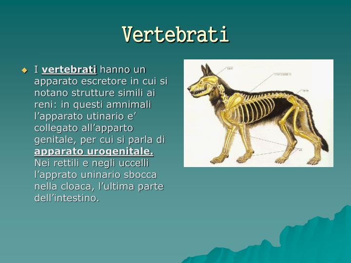 PPT - L’apparato escretore PowerPoint Presentation - ID:1302942 PPT - L’apparato escretore PowerPoint Presentation - ID:1302942