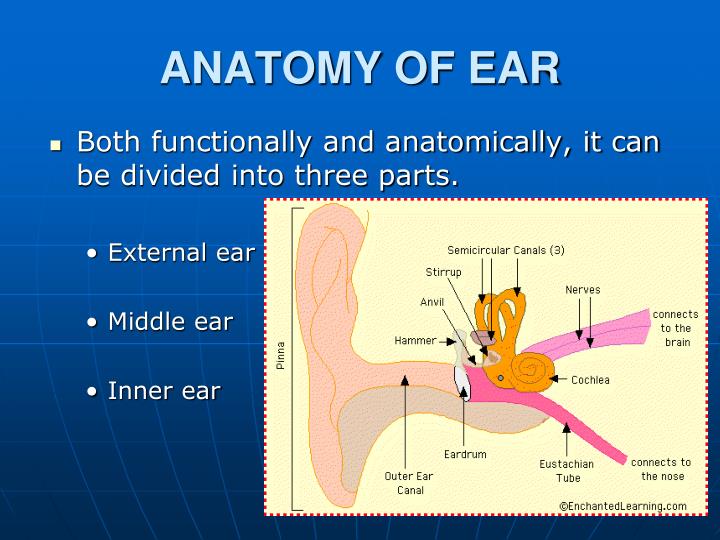 Middle And Inner Ear Anatomy