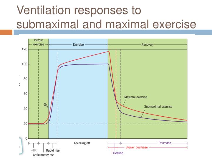 Ppt Chapter 4 Acute Responses To Exercise Powerpoint Presentation