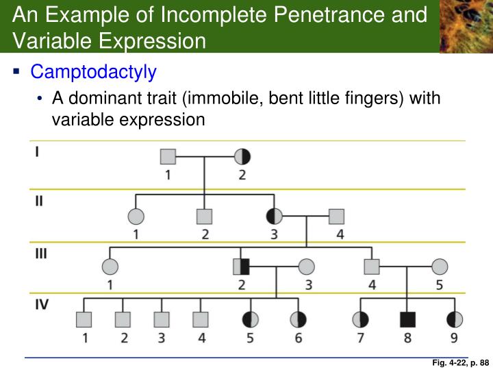 PPT - Pedigree Analysis in Human Genetics Chp.4 Human Pedigrees PowerPoint Presentation - ID:1458035