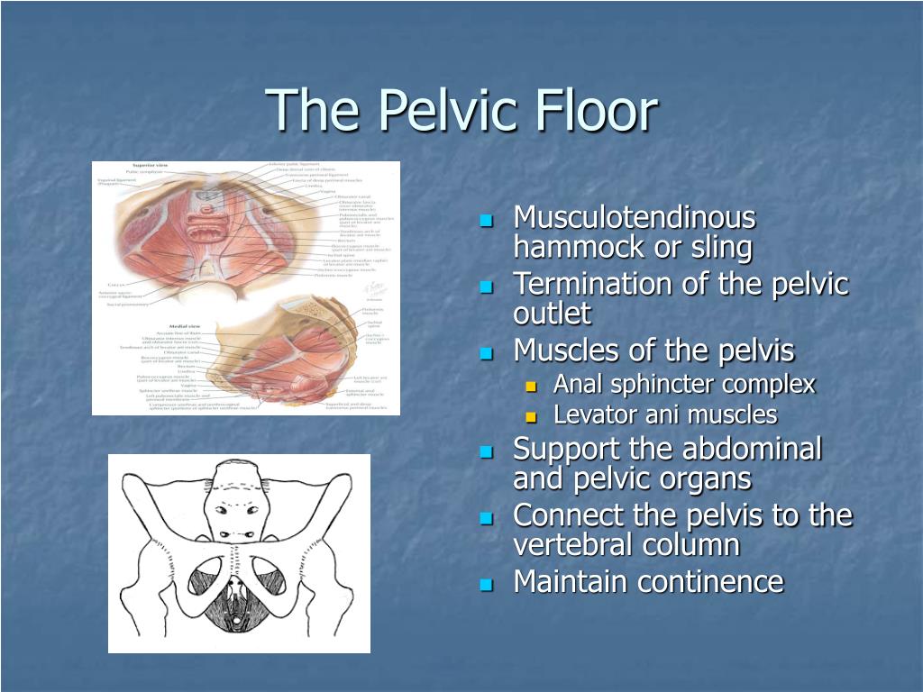 Ppt Pelvic Floor Anatomy Powerpoint Presentation Id 161220