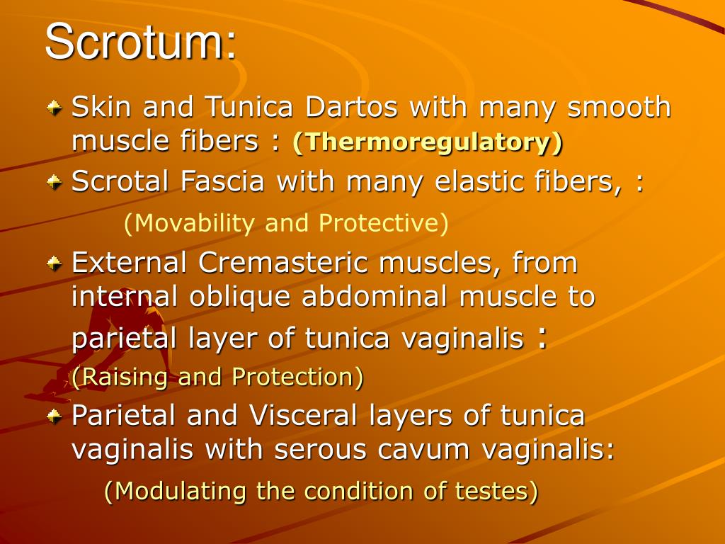 Ppt Andrology A Functional Anatomy Of Male Reproductive Genitalia