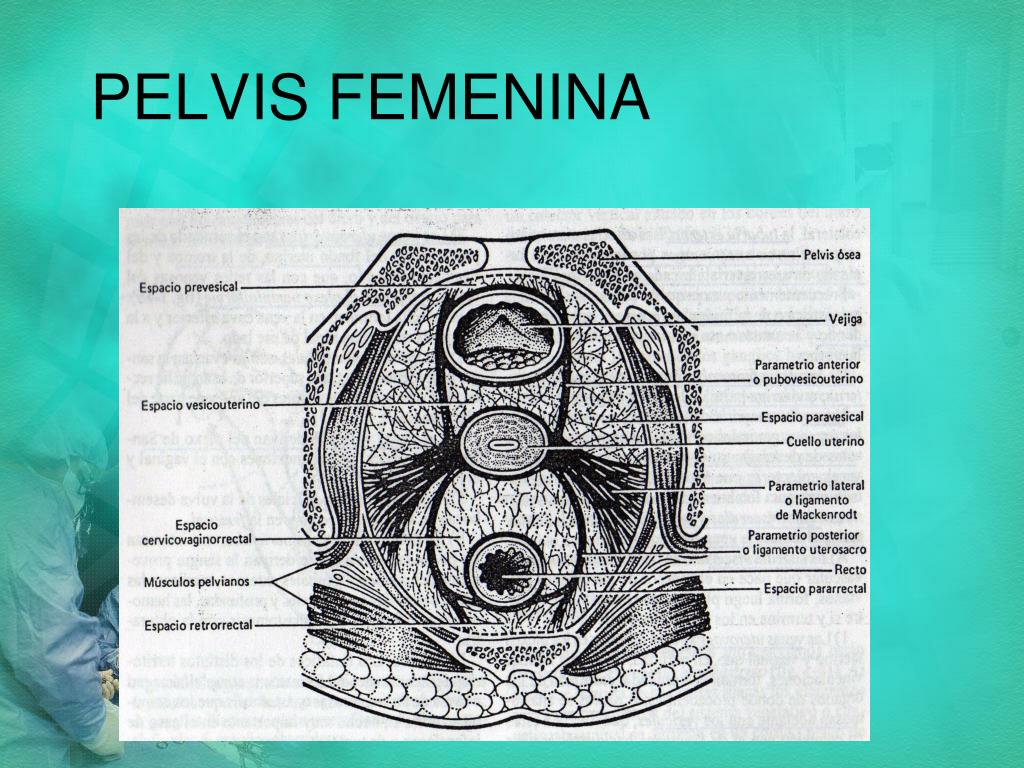 Ppt Anatomia Del Aparato Genital Femenino Powerpoint Presentation Id195806