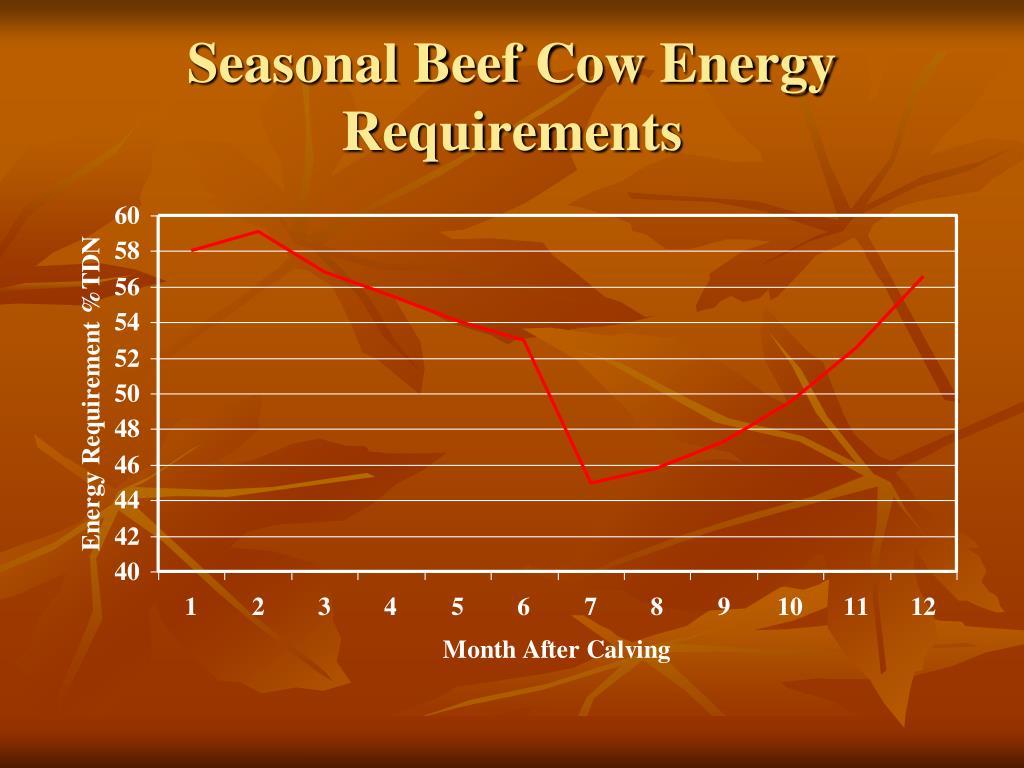 PPT - Practical Beef Nutrition and Ration Formulation PowerPoint ... PPT - Practical Beef Nutrition and Ration Formulation PowerPoint ...