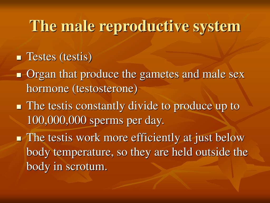 Ppt Sexual Reproduction In Human Beings Powerpoint Presentation Id
