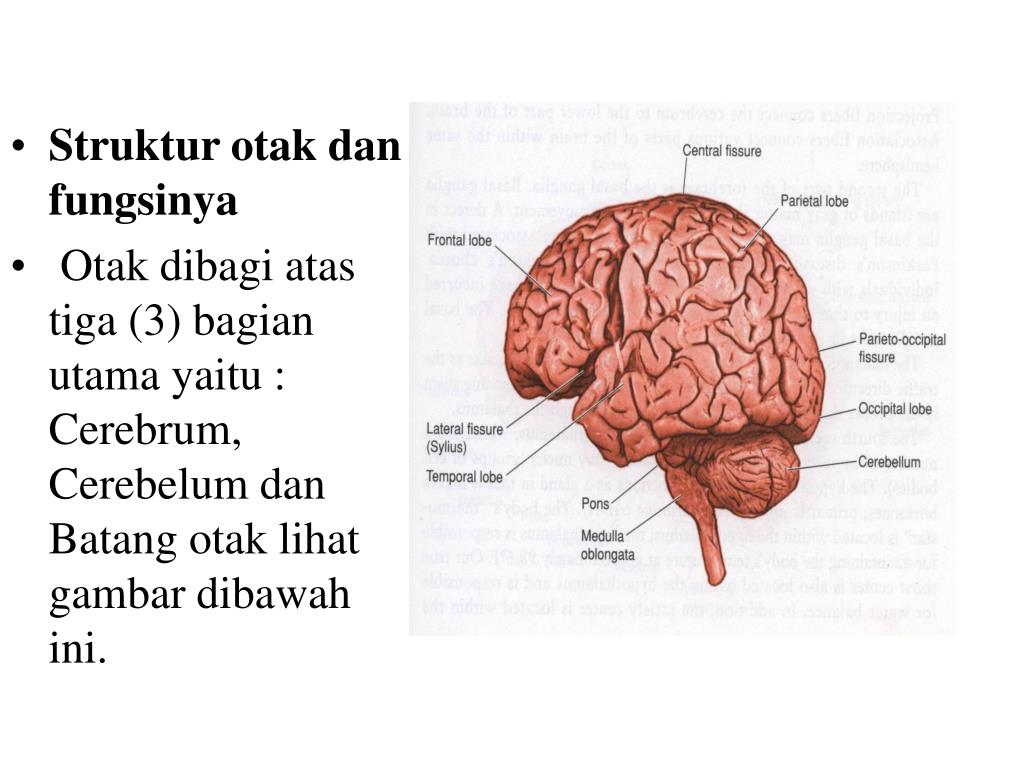3 Bagian Otak Manusia Dan Fungsinya Idschool