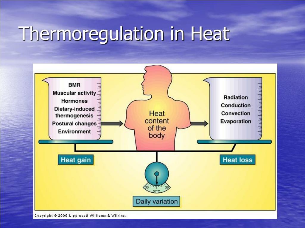 Ppt Thermoregulation Powerpoint Presentation Id 269735