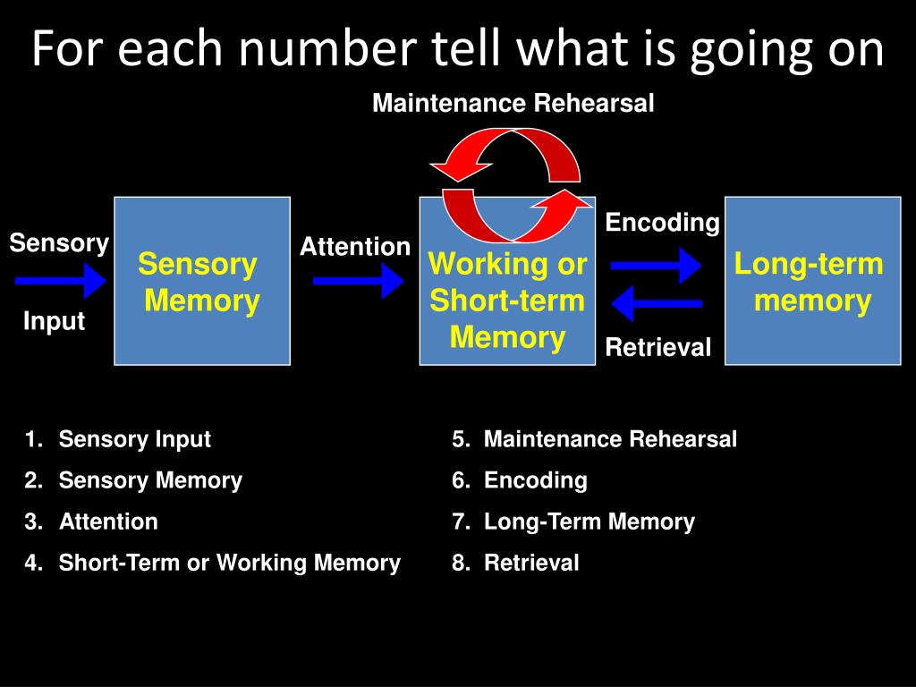 PPT - THREE STAGES OF MEMORY PowerPoint Presentation - ID:293955 PPT - THREE STAGES OF MEMORY PowerPoint Presentation - ID:293955