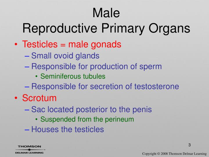 Ppt Male Reproductive System Powerpoint Presentation Id 303614
