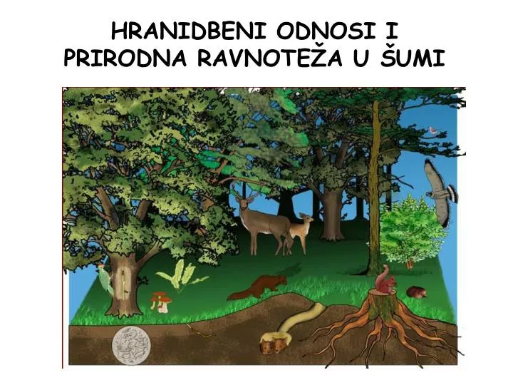 Ppt Hranidbeni Odnosi I Prirodna RavnoteŽa U Šumi Powerpoint Presentation Id431611