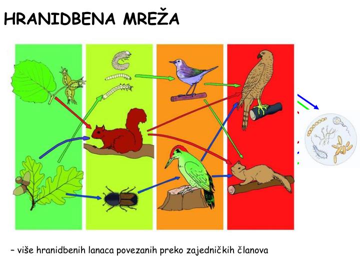 Ppt Hranidbeni Odnosi I Prirodna RavnoteŽa U Šumi Powerpoint Presentation Id431611