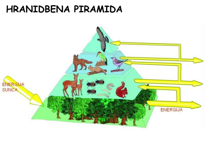 Ppt Hranidbeni Odnosi I Prirodna RavnoteŽa U Šumi Powerpoint Presentation Id431611
