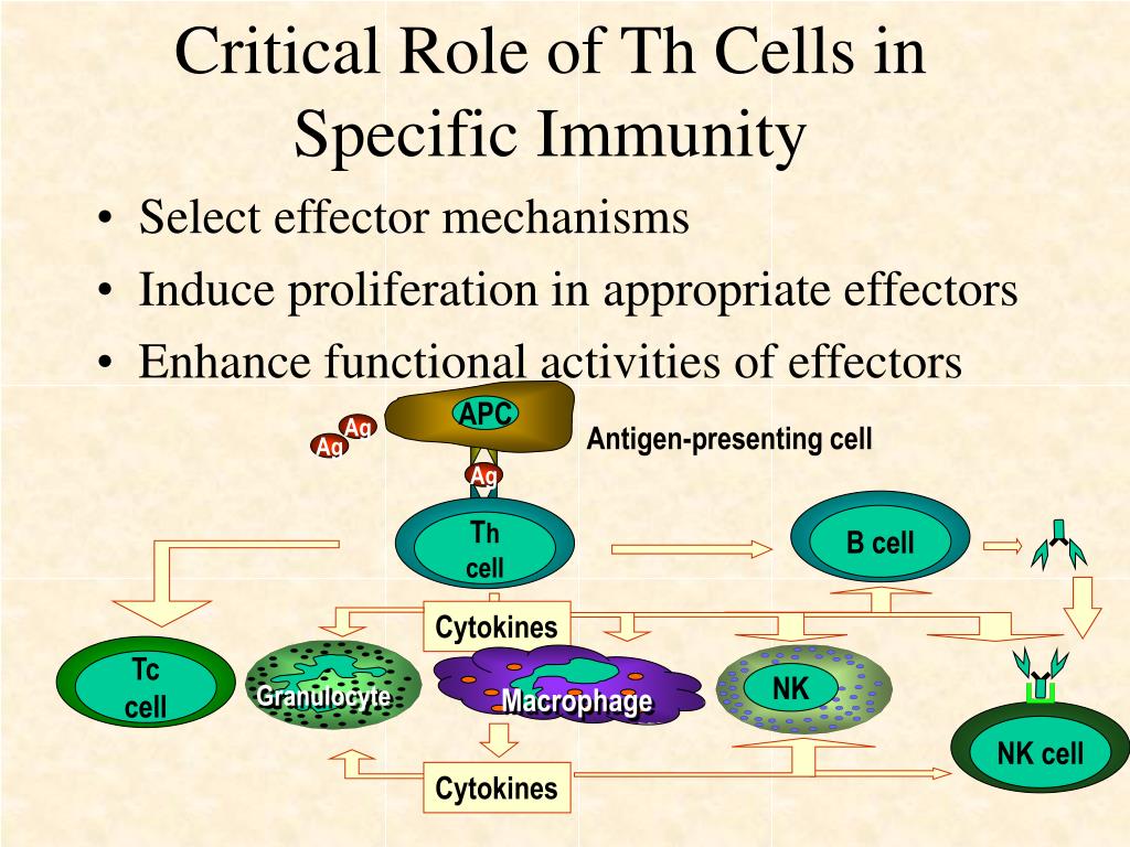 PPT - Functions of Th Cells, Th1 and Th2 Cells, Macrophages, Tc Cells ... PPT - Functions of Th Cells, Th1 and Th2 Cells, Macrophages, Tc Cells ...
