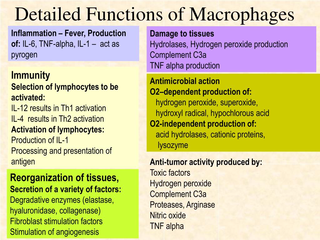 PPT - Functions of Th Cells, Th1 and Th2 Cells, Macrophages, Tc Cells ... PPT - Functions of Th Cells, Th1 and Th2 Cells, Macrophages, Tc Cells ...