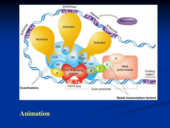 PPT - Chapter 7 Regulation of Eukaryotic Gene Expression PowerPoint ... PPT - Chapter 7 Regulation of Eukaryotic Gene Expression PowerPoint ...