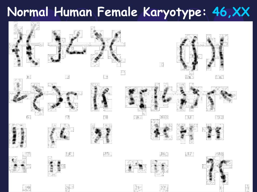 Ppt Pedigrees And Karyotypes Powerpoint Presentation Id 559530