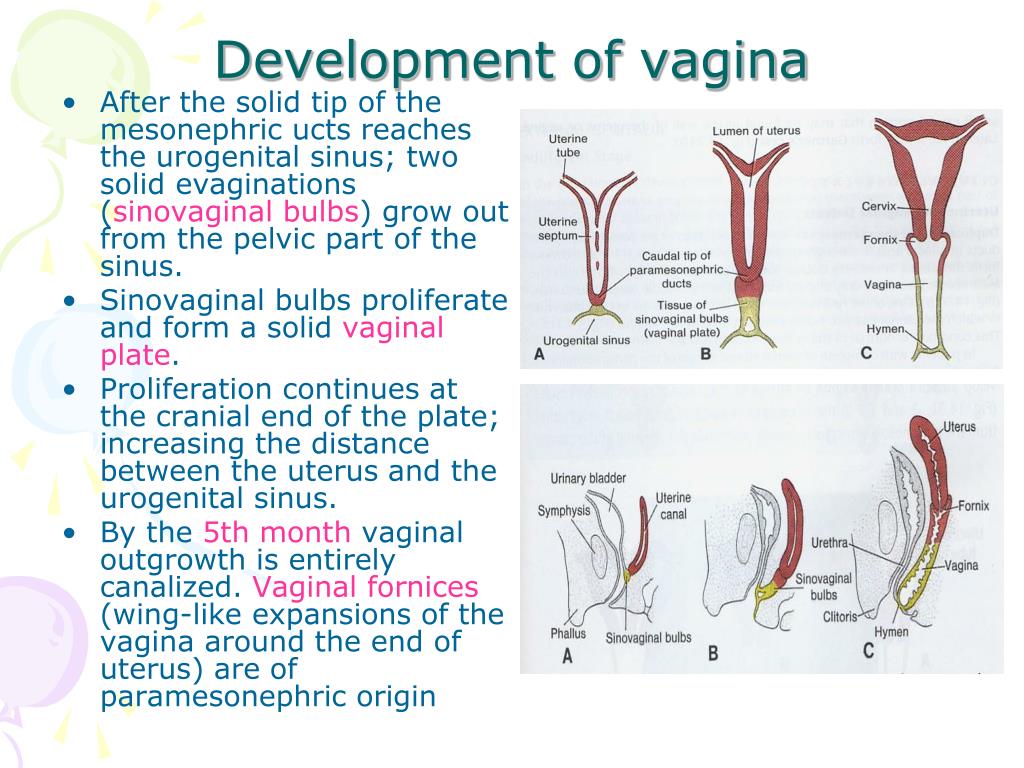 Ppt Development Of Male And Female Reproductive System Powerpoint