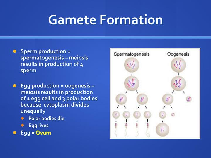 Ppt Meiosis And Sexual Reproduction Powerpoint Presentation Id 654459
