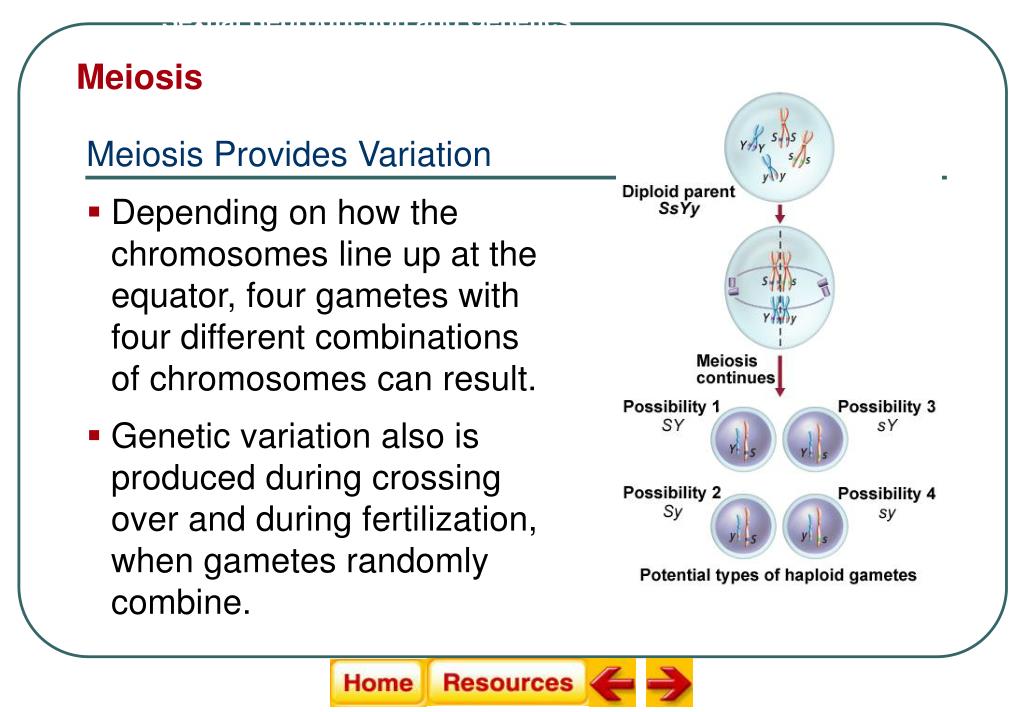 Ppt Meiosis Powerpoint Presentation Id 675257