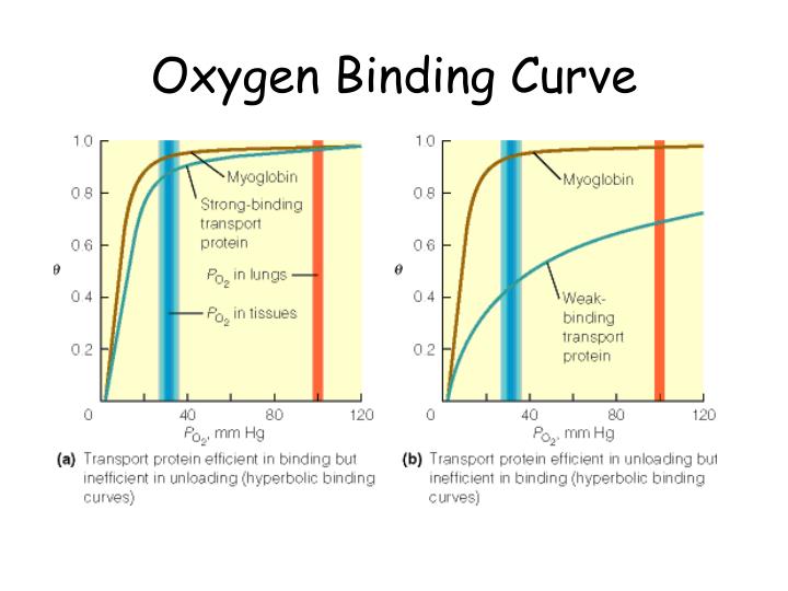 Ppt 3 D Structure Function Powerpoint Presentation Id 853891