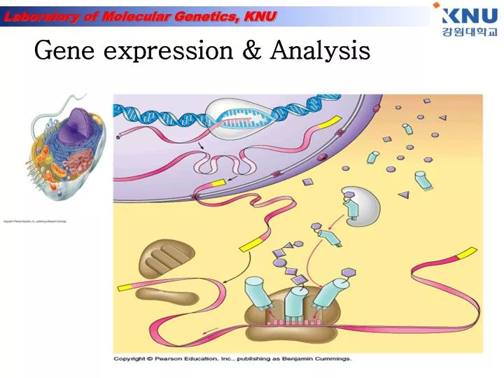 PPT - Gene expression & Analysis PowerPoint Presentation - ID:927133 PPT - Gene expression & Analysis PowerPoint Presentation - ID:927133