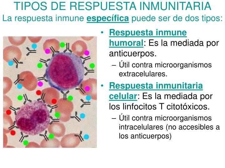 Ppt 48 La R Espuesta Inmunitaria Powerpoint Presentation Id 977799