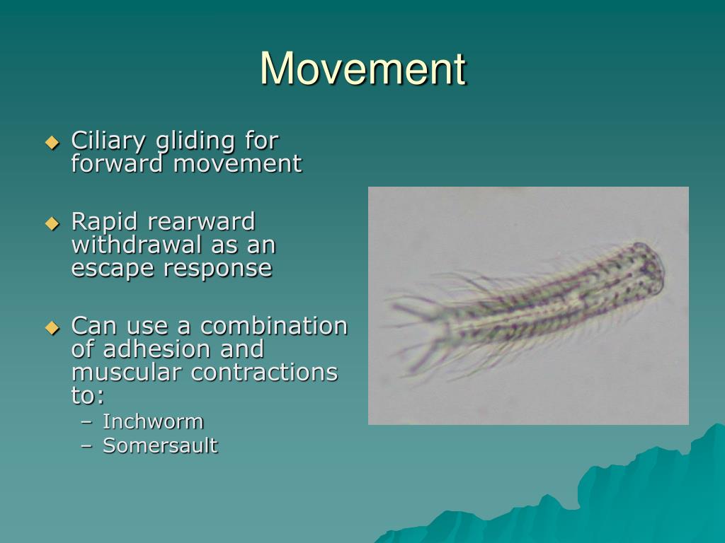 PPT - Biology 320 Invertebrate Zoology Fall 2005 PowerPoint ...