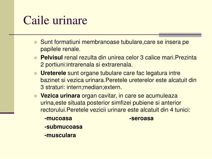 PPT - Sistemul excretor PowerPoint Presentation - ID:1001122