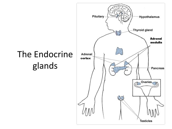 PPT - Biophysiology PowerPoint Presentation - ID:1001254