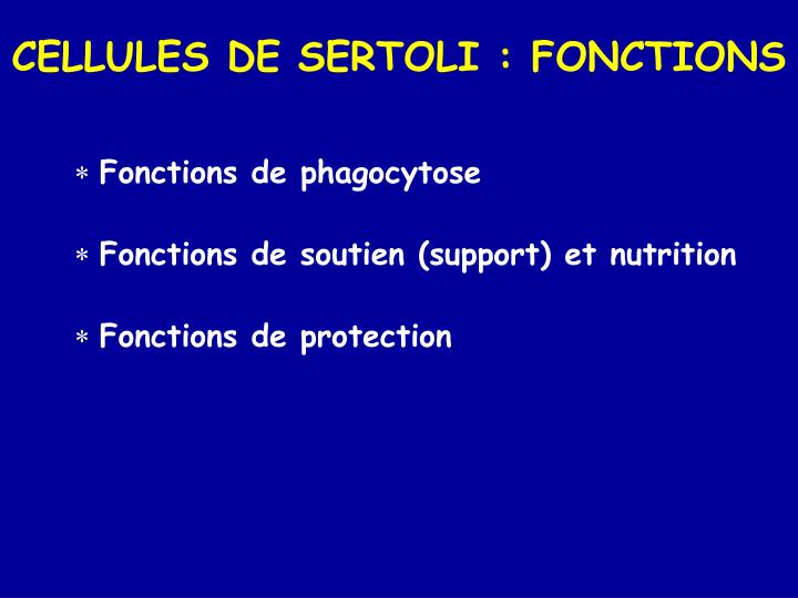 PPT - LA SPERMATOGENESE PowerPoint Presentation - ID:1001927