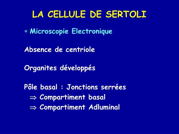 PPT - LA SPERMATOGENESE PowerPoint Presentation - ID:1001927