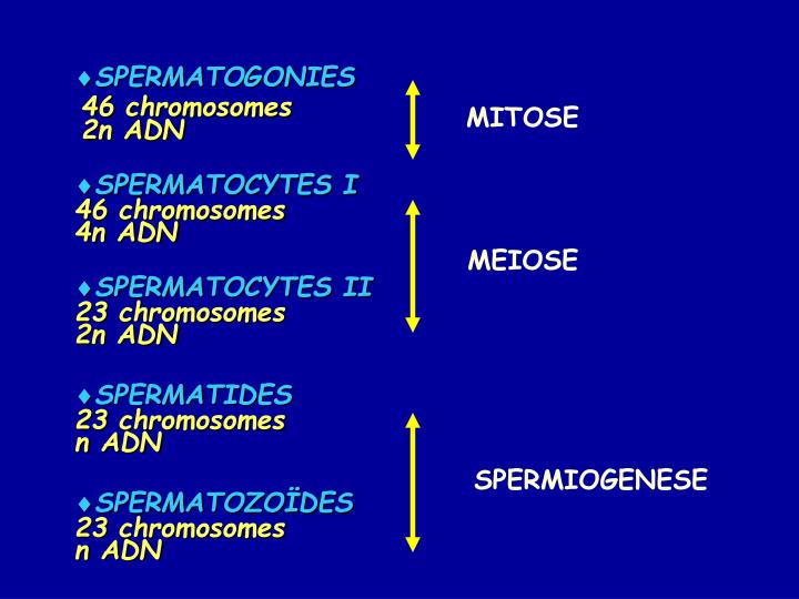 PPT - LA SPERMATOGENESE PowerPoint Presentation - ID:1001927
