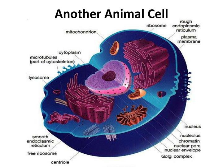 PPT - Cytology PowerPoint Presentation - ID:1002887
