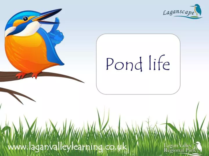 PPT - Pond life PowerPoint Presentation, free download - ID:1003042