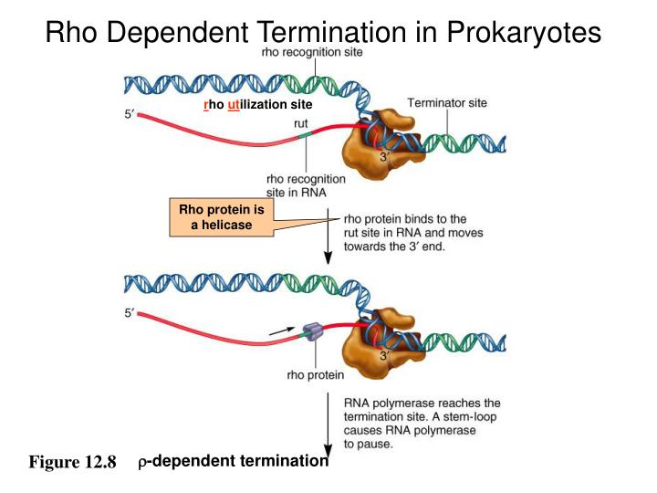 PPT - Transcription PowerPoint Presentation - ID:1004400