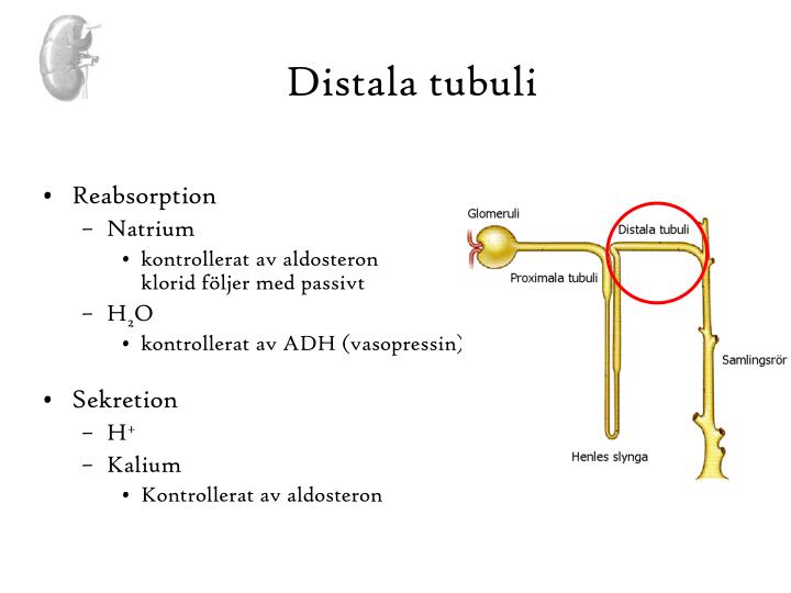 PPT - Njurfysiologi och behandling av njursvikt PowerPoint Presentation ...
