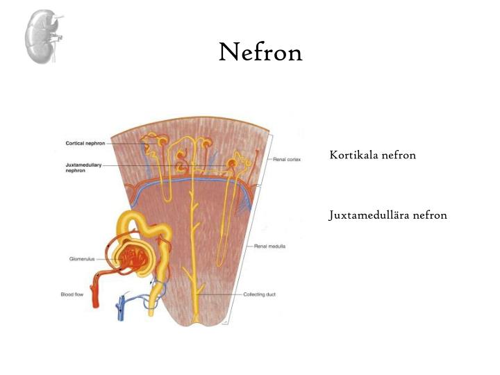 PPT - Njurfysiologi och behandling av njursvikt PowerPoint Presentation ...