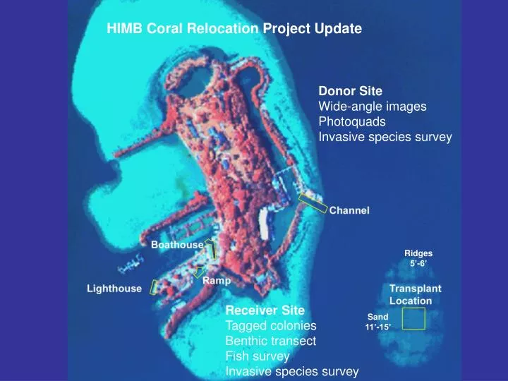 PPT - HIMB Coral Relocation Project Update PowerPoint Presentation ...