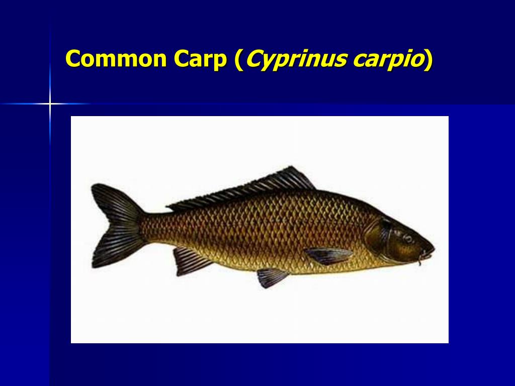 PPT - Brazilian Aquaculture: Maximizing Potential for Sustainable ...