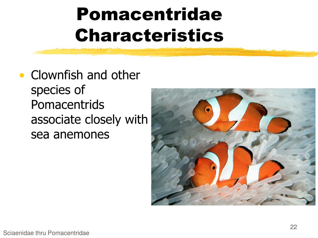 PPT - Family Sciaenidae PowerPoint Presentation, free download - ID:1008088