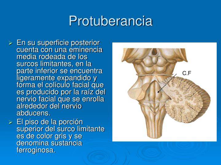 PPT - Tallo Cerebral PowerPoint Presentation - ID:1008161