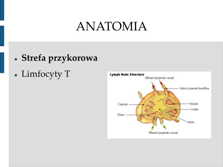 PPT - WĘZŁY CHŁONNE TWARZOCZASZKI PowerPoint Presentation - ID:1008641