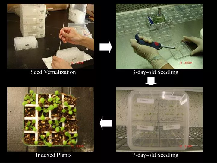 PPT - Seed Vernalization PowerPoint Presentation, free download - ID ...
