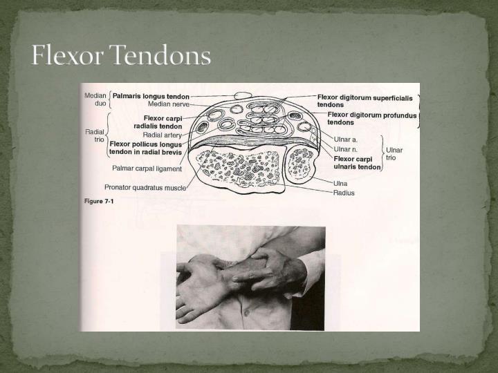 PPT - Introduction to Upper Extremity Orthopedic Tests PowerPoint ...