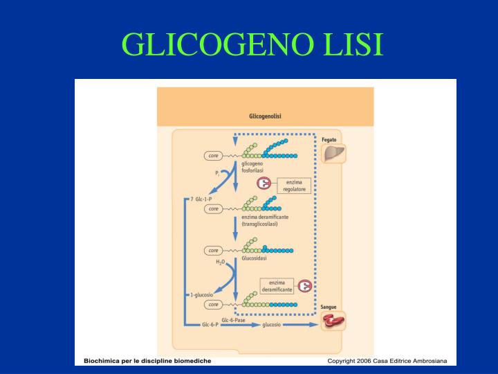 PPT - GLICOGENOSINTESI E GLICOGENOLISI PowerPoint Presentation - ID:1014974