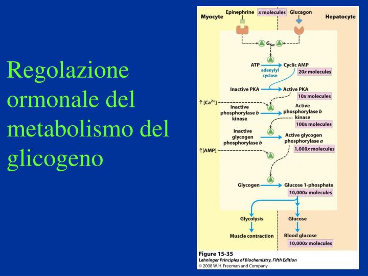 PPT - GLICOGENOSINTESI E GLICOGENOLISI PowerPoint Presentation - ID:1014974
