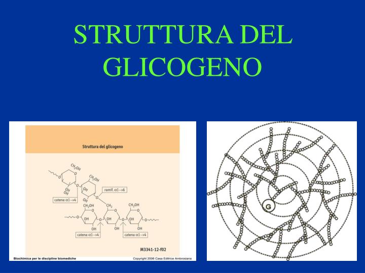 PPT - GLICOGENOSINTESI E GLICOGENOLISI PowerPoint Presentation - ID:1014974